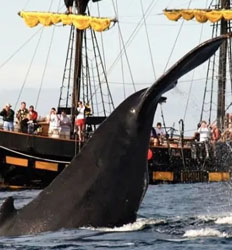 Cabo Kraken Hunt | Whale Watching Cabo Deals