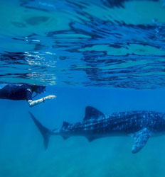 Snorkel & Swim With Whale Sharks Cabo | Best Cabo Tour Deals