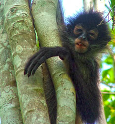 Riviera Maya Coba, Cenote and Punta Laguna Monkey Sanctuary | Cancun ...